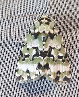 Papua Insects Foundation